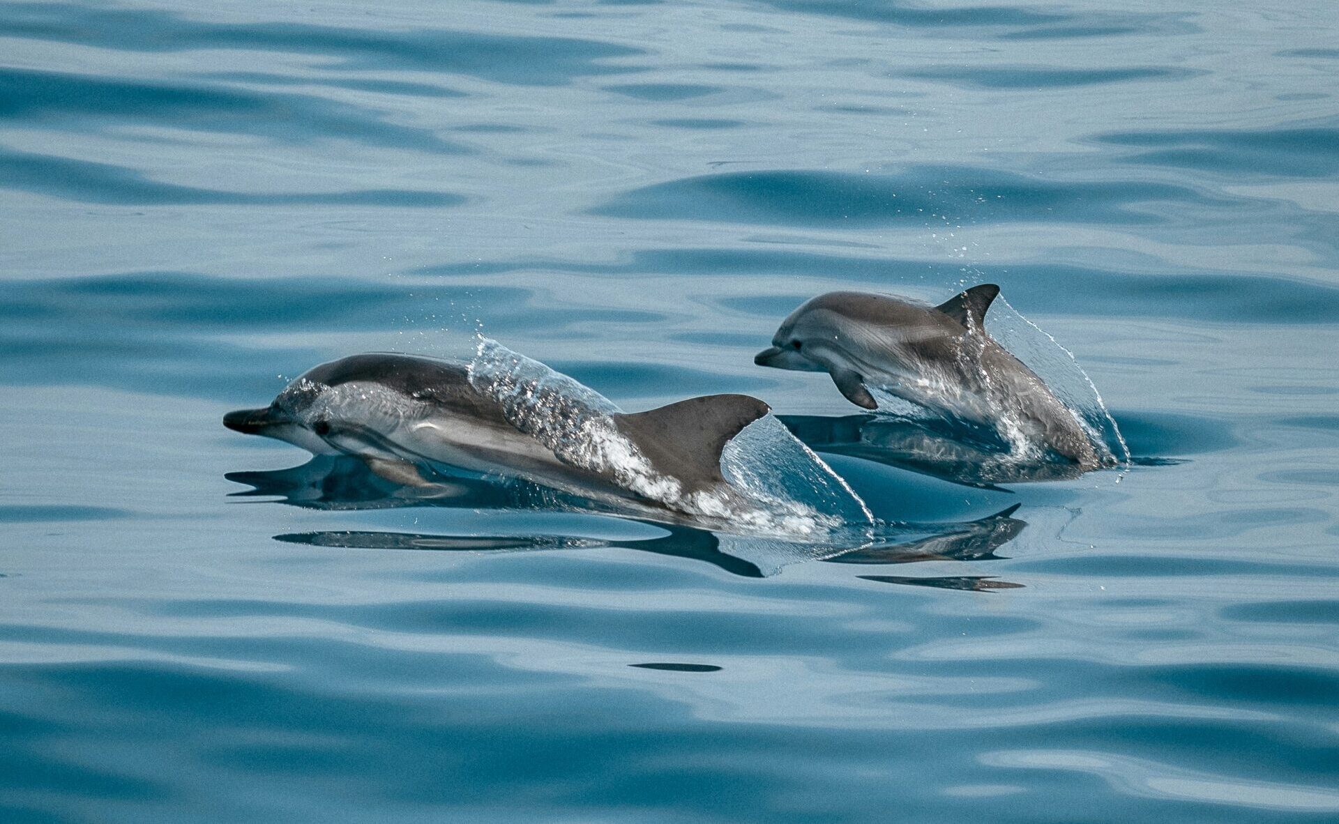Tragic Dolphin Stranding in Carrickfergus: Mother and Calf Euthanised ...